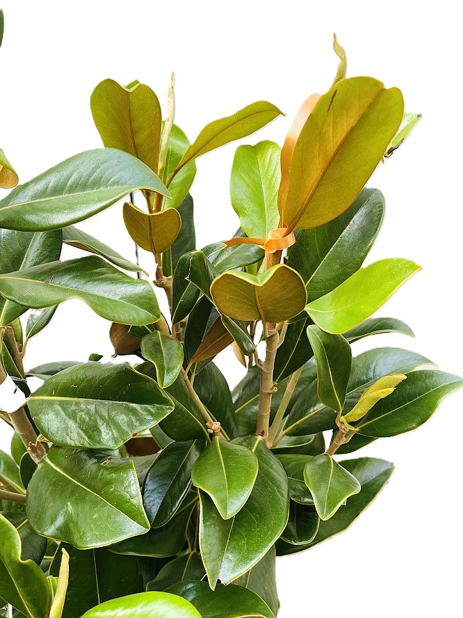Comanda Magnolia grandiflora (magnolie vesnic verde) - de vanzare, pret ...